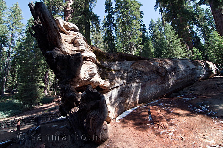 Fallen Wawona Tunnel Tree in Mariposa Grove in Yosemite in de USA ...
