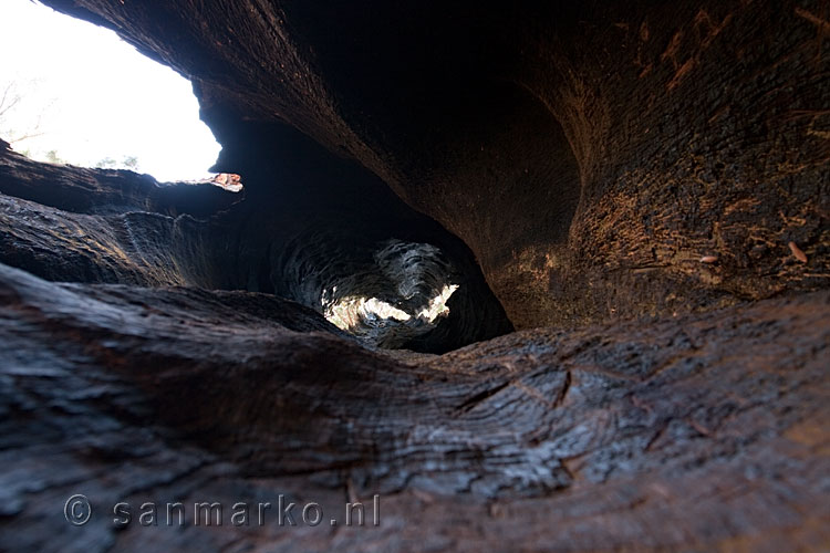 Telescope Tree in Mariposa Grove in Yosemite in Californië in Amerika ...